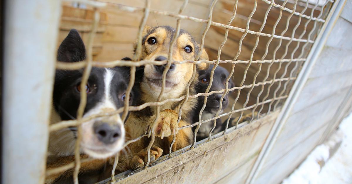 Here’s How to Help Shelter Dogs — Even If You Can’t Adopt Right