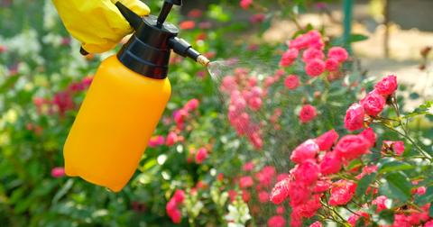 How to Get Rid of Cicada Killers: 3 Easy Methods