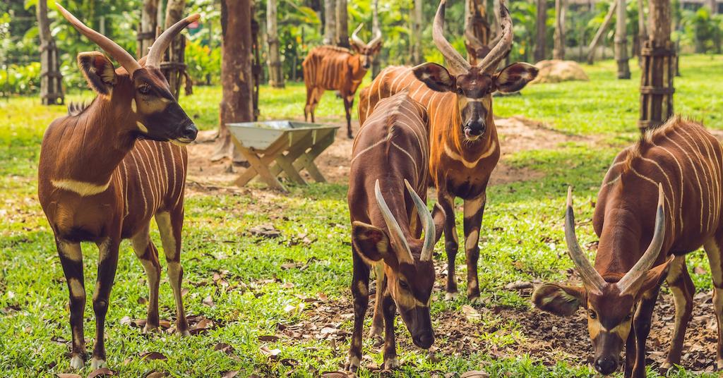 Kenya’s Mountain Bongos: Their Comeback, and How They Became Endangered