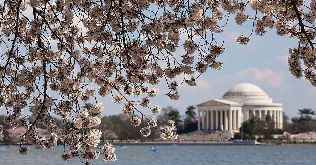 A Guide to When and Where You Can See the D.C. Cherry Blossoms