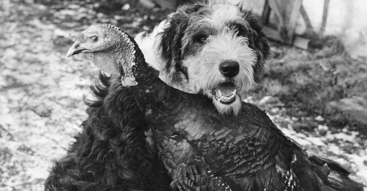 Can Bird Flu Affect Dogs? Pet Parents Worry About Recent Outbreaks