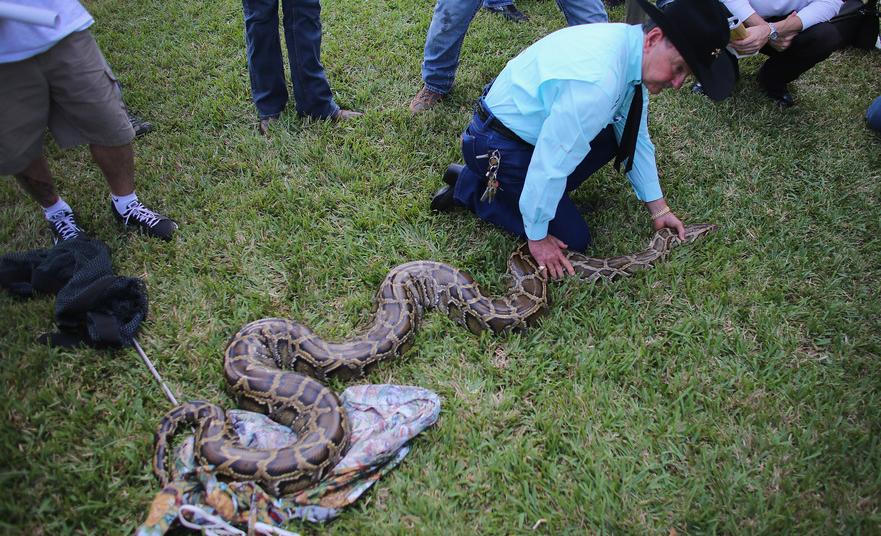 Burmese Python Are an Invasive Species in Florida