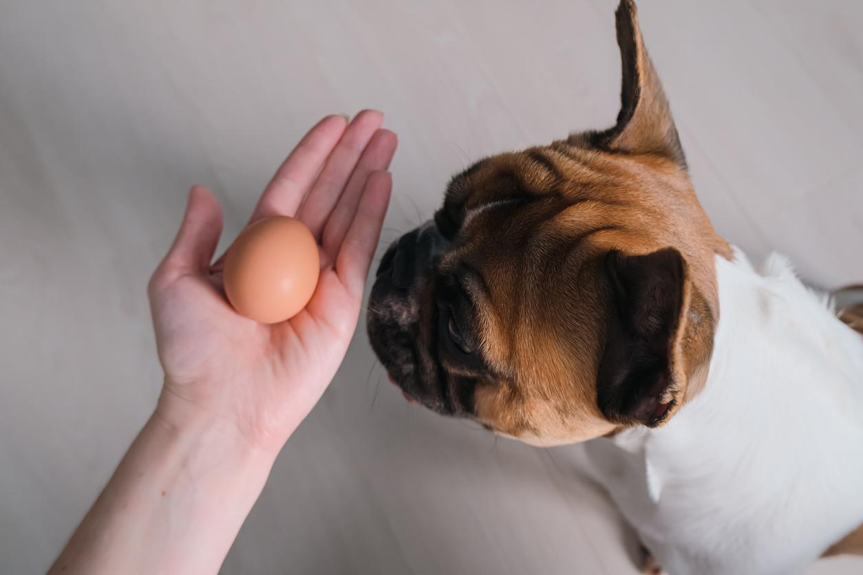 Can Dogs Eat Egg Shells? Vets Say No — Here's Why