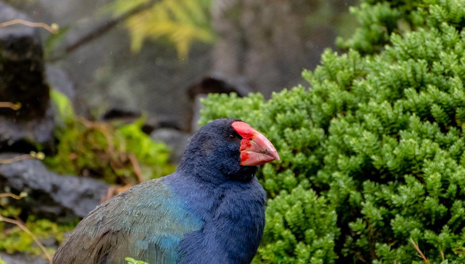 Rare Takahē Chicks Find Life in New Zealand Sanctuary