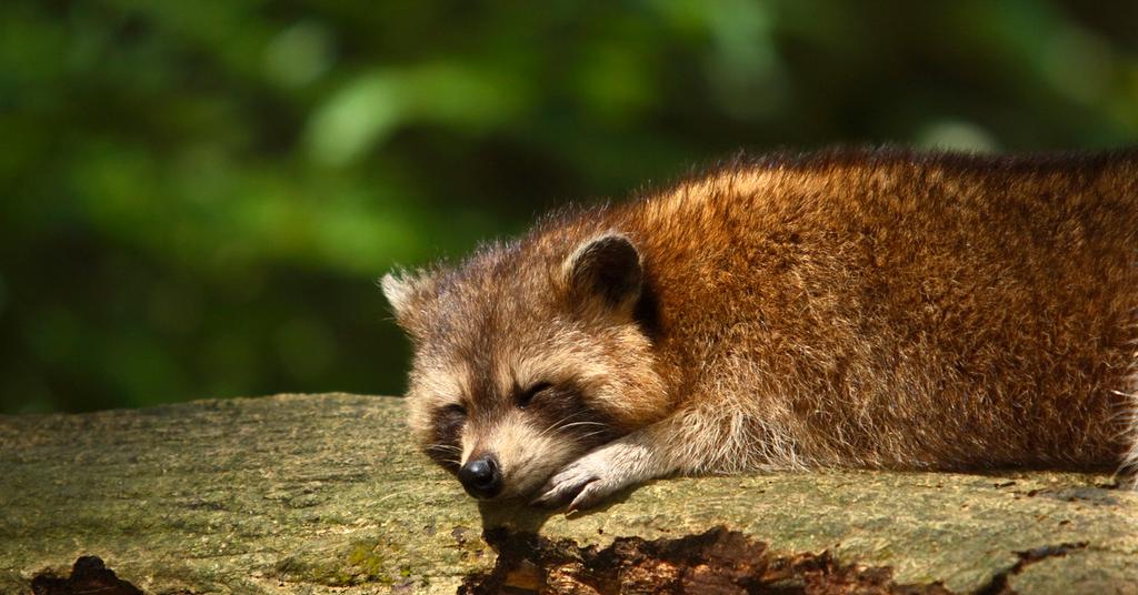 Do All Raccoons Have Rabies? What to Know