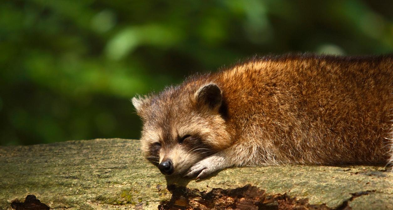 Do All Raccoons Have Rabies? What to Know
