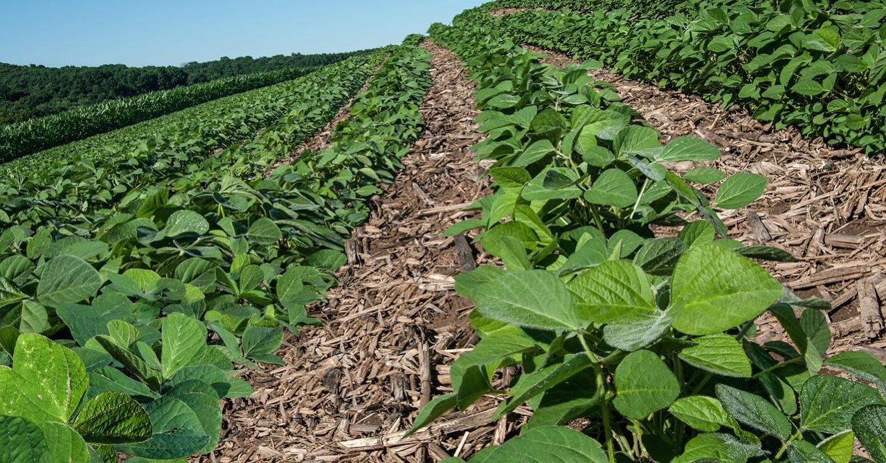 How Are Organic Foods Grown?