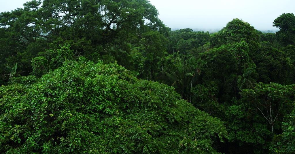 Fun Facts About the Amazon Rainforest — the Largest Rainforest in the World