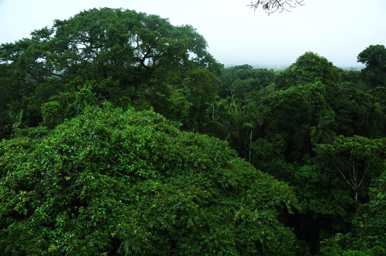 Fun Facts About the Amazon Rainforest — the Largest Rainforest in the World