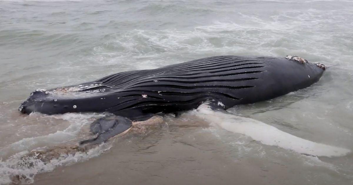 Yet Another Dead Humpback Whale Was Found Floating off New Jersey Coast