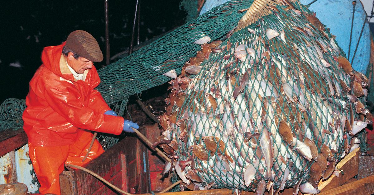 How Overfishing Affects Biodiversity, And Our Planet As a Whole