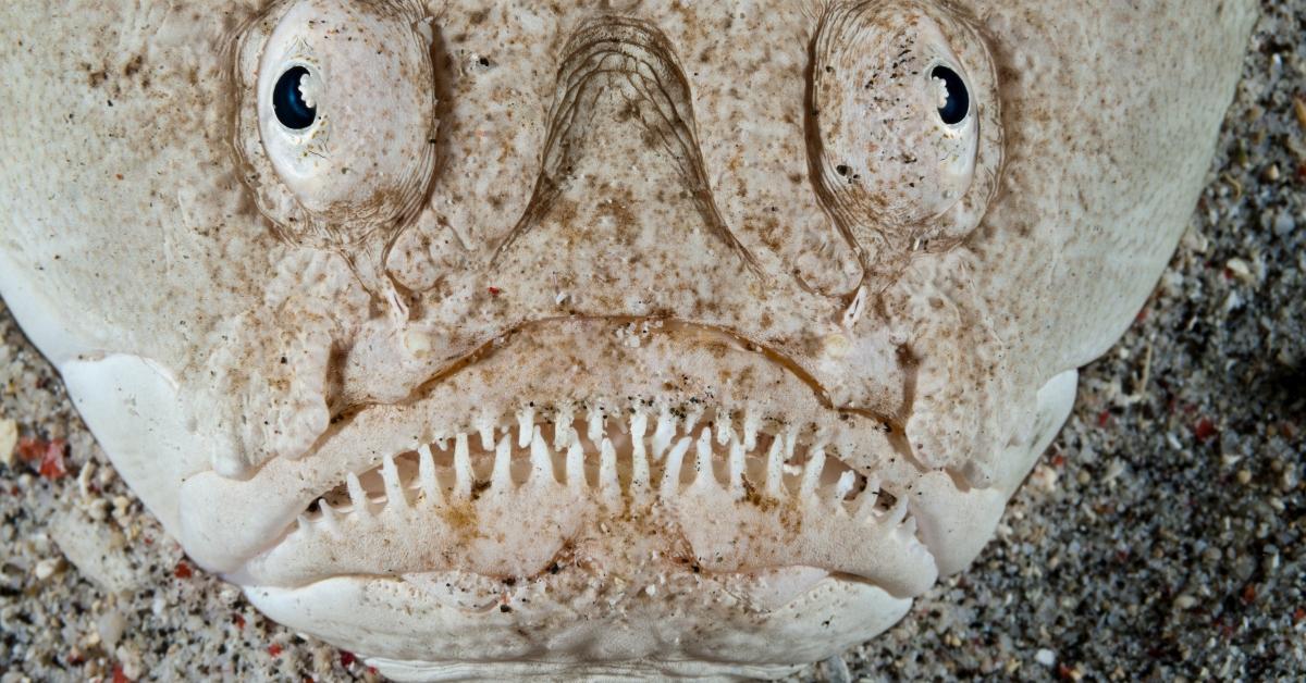 Our Top 10 Picks for Ugly Fish From Around the World