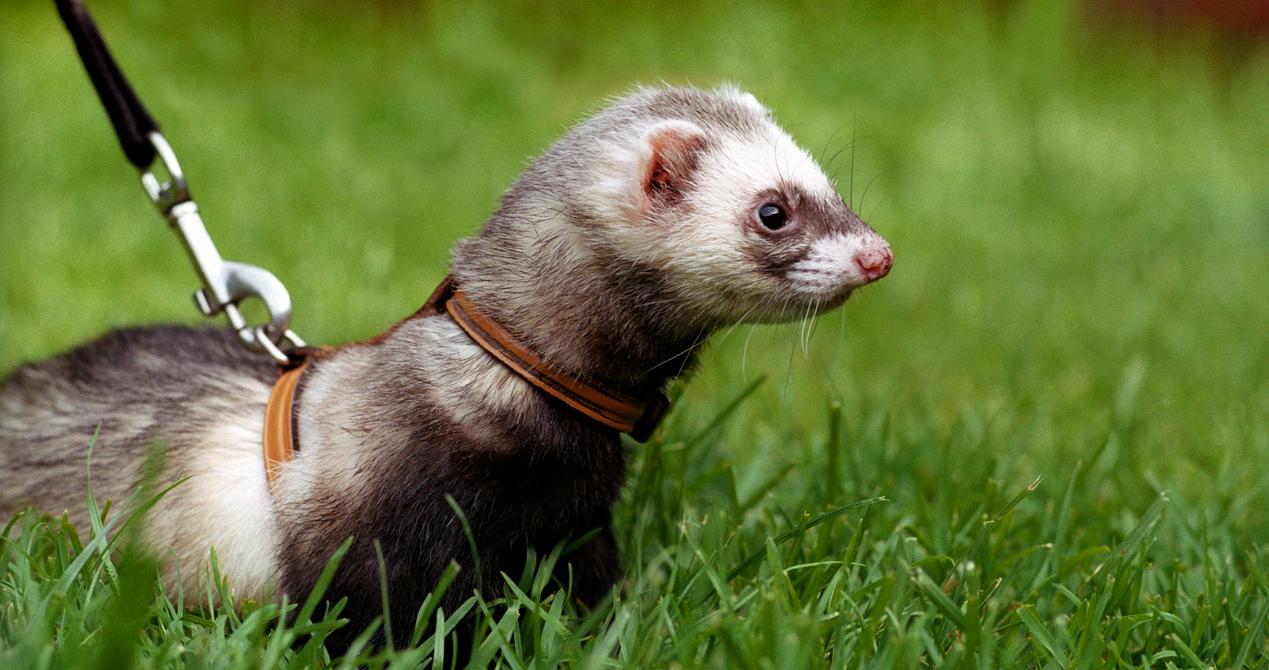 How Long Do Ferrets Live? Exploring Ferrets as Pets