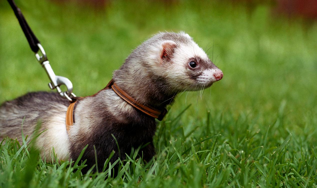 How Long Do Ferrets Live? Exploring Ferrets as Pets