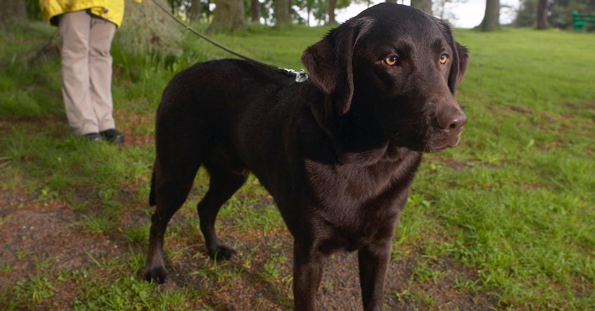 Rattlesnake Training for Dogs: Is It Worth It?