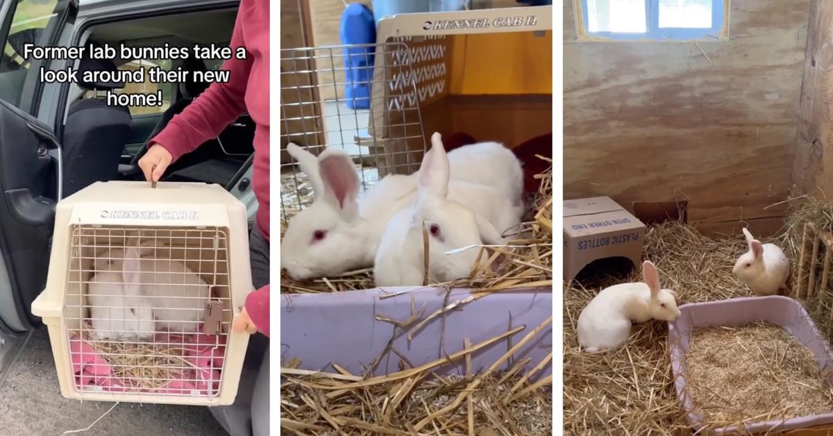 Bunnies Find Bliss After Rescue From Testing and Breeding