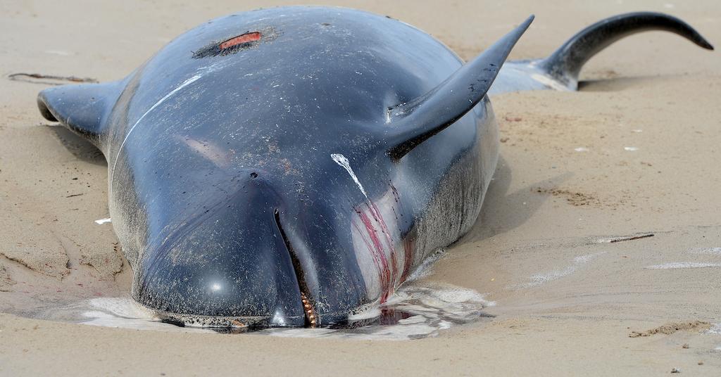 Pilot Whales Stranded in Eastham, Mass., as Rescuers Attempt to Save Them