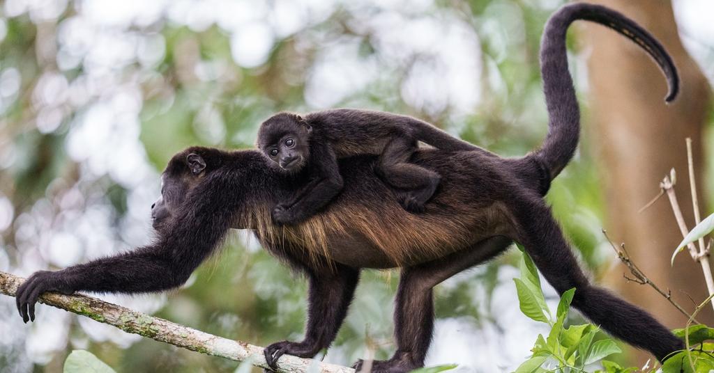 Howler Monkey Deaths in Mexico Result From Heatwaves