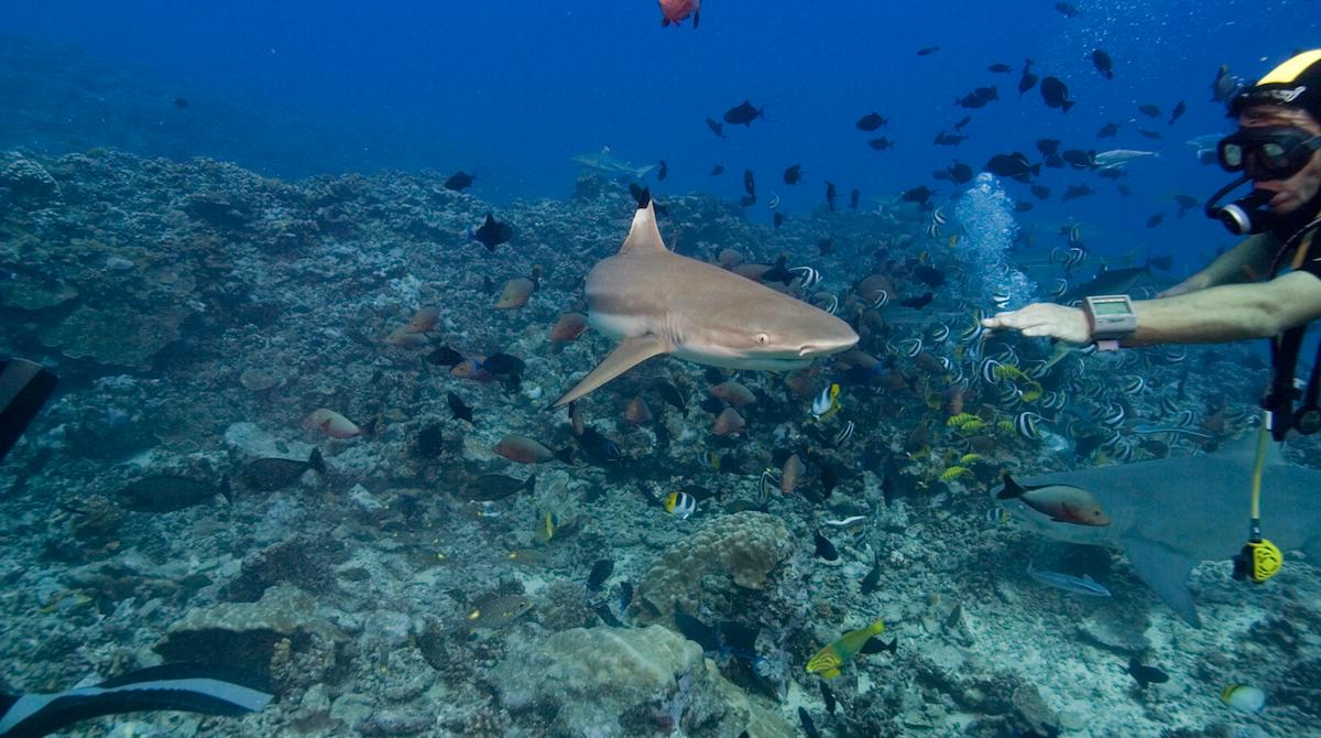 Exploring the Brutal Practice of Shark Finning