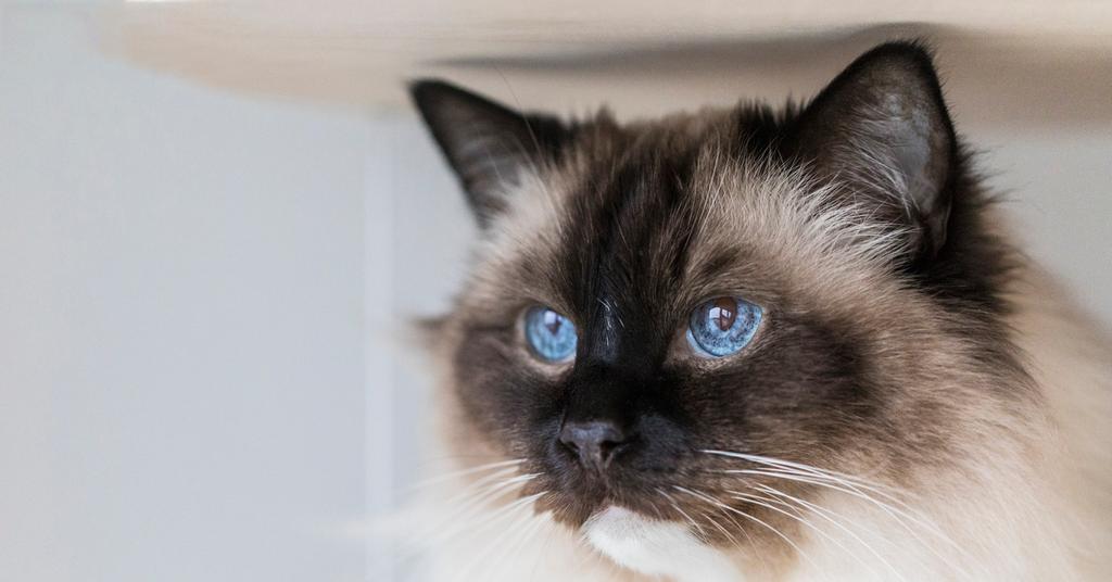 What Colors Do Cats See? What to Know About Feline Vision