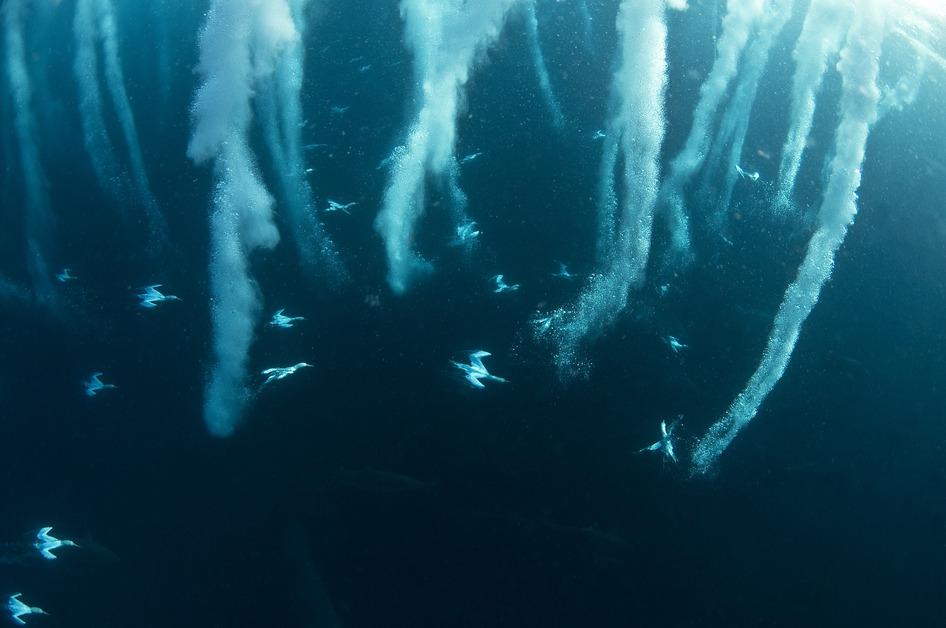 Why is Bioaccumulation a Problem? What You Should Know