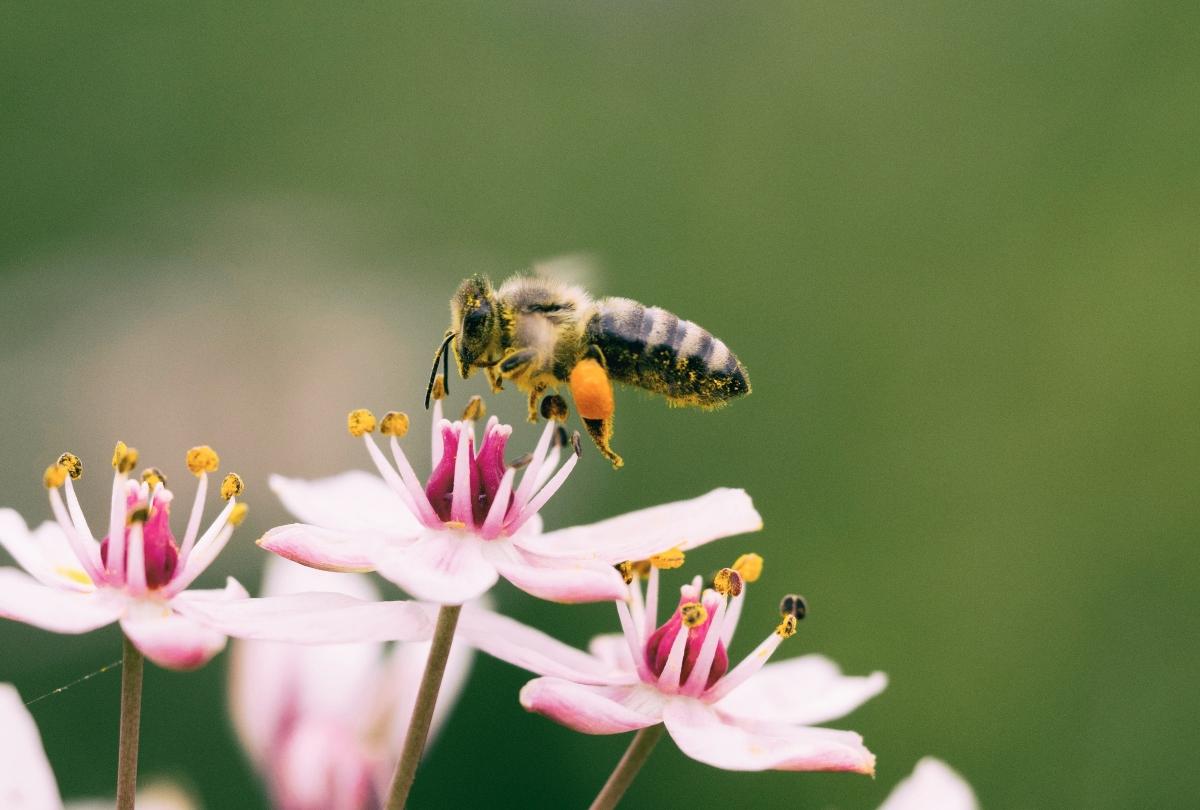 Why Do Bees Have Sticky Hair? It's Not Just a Riddle