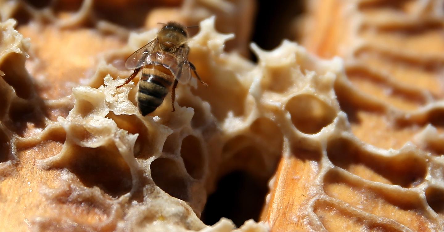 Can Beeswax Be Ethical? Behind The Popular Ingredient