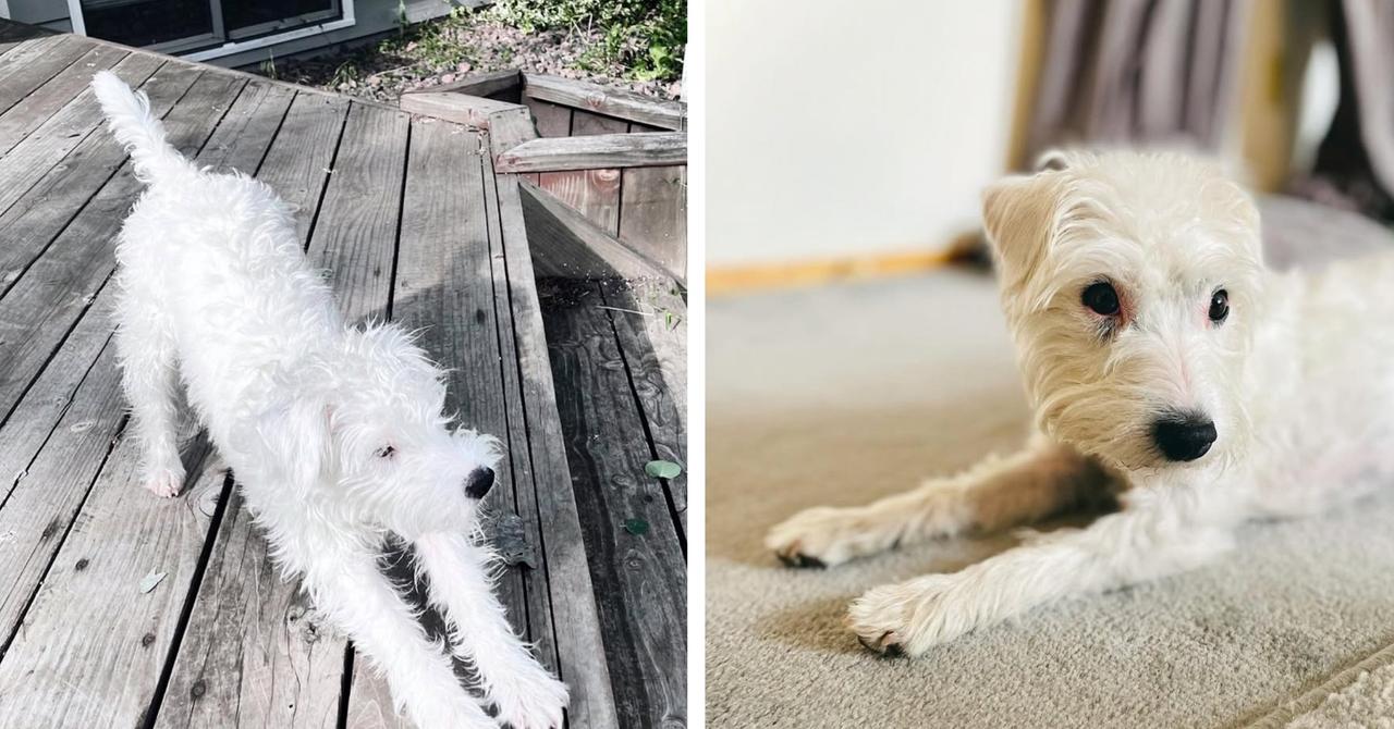 The Adorable Reason Dogs Stretch When They See You