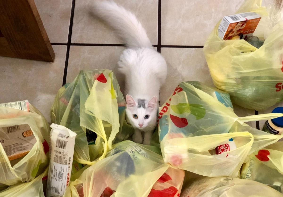 Stores Create Waste With One Plastic Bag Per Item