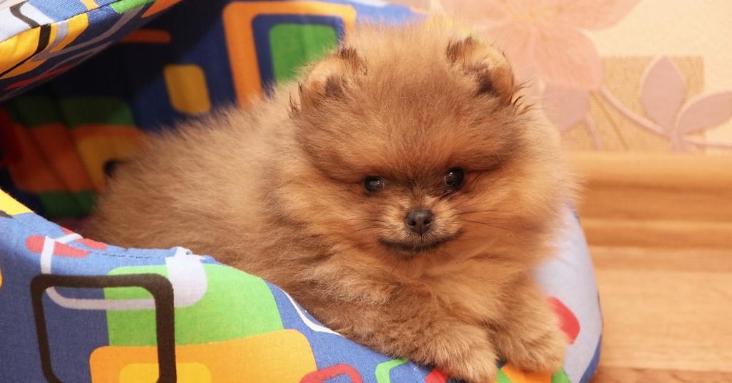 Why Do Dogs Scratch Their Beds Before Sleep? Details Here