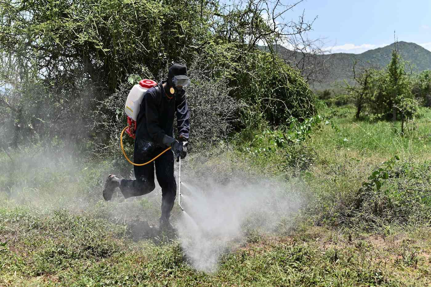 Locust Swarms in Africa 2020, Explained