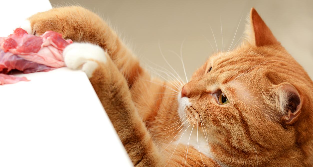 Can Cats Eat Bacon? A Deep Dive Into This Controversial Food