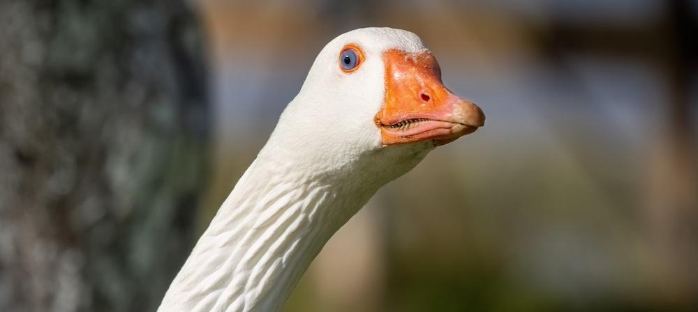 Do Geese Have Teeth? Correcting a Common Misconception