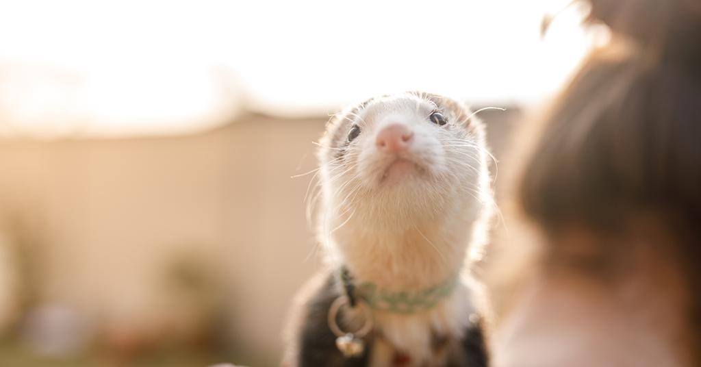 How Long Do Ferrets Live? Exploring Ferrets as Pets