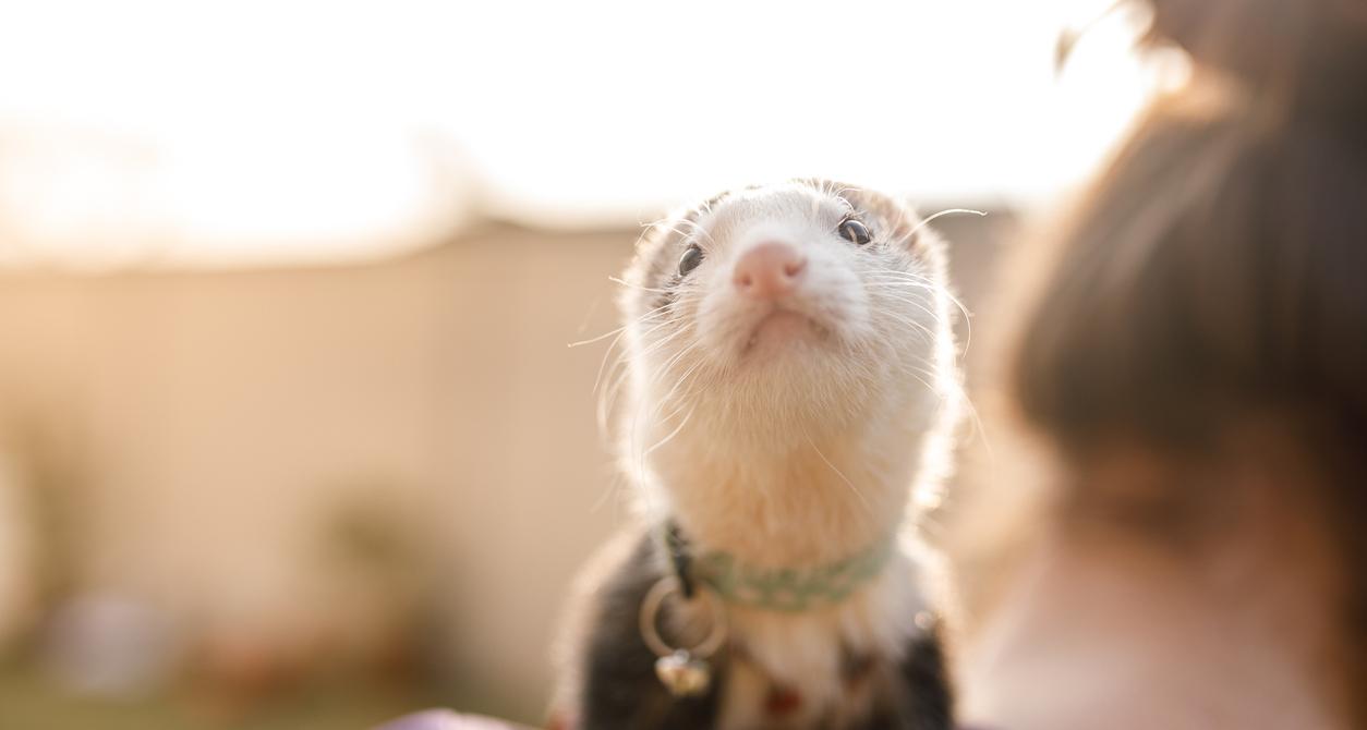 How Long Do Ferrets Live? Exploring Ferrets as Pets