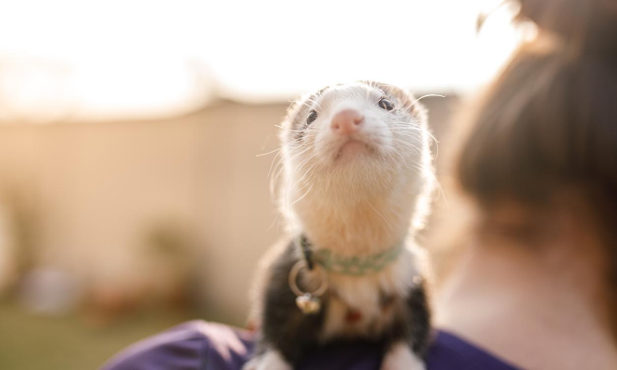 How Long Do Ferrets Live? Exploring Ferrets as Pets