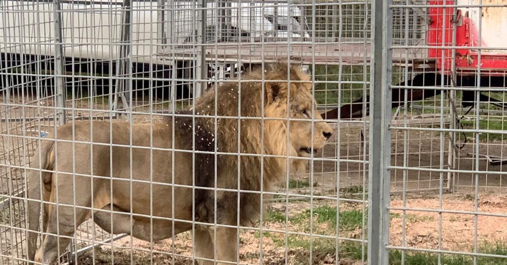 Lion Escapes Circus and Roams Ladispoli, Italy for Five Hours