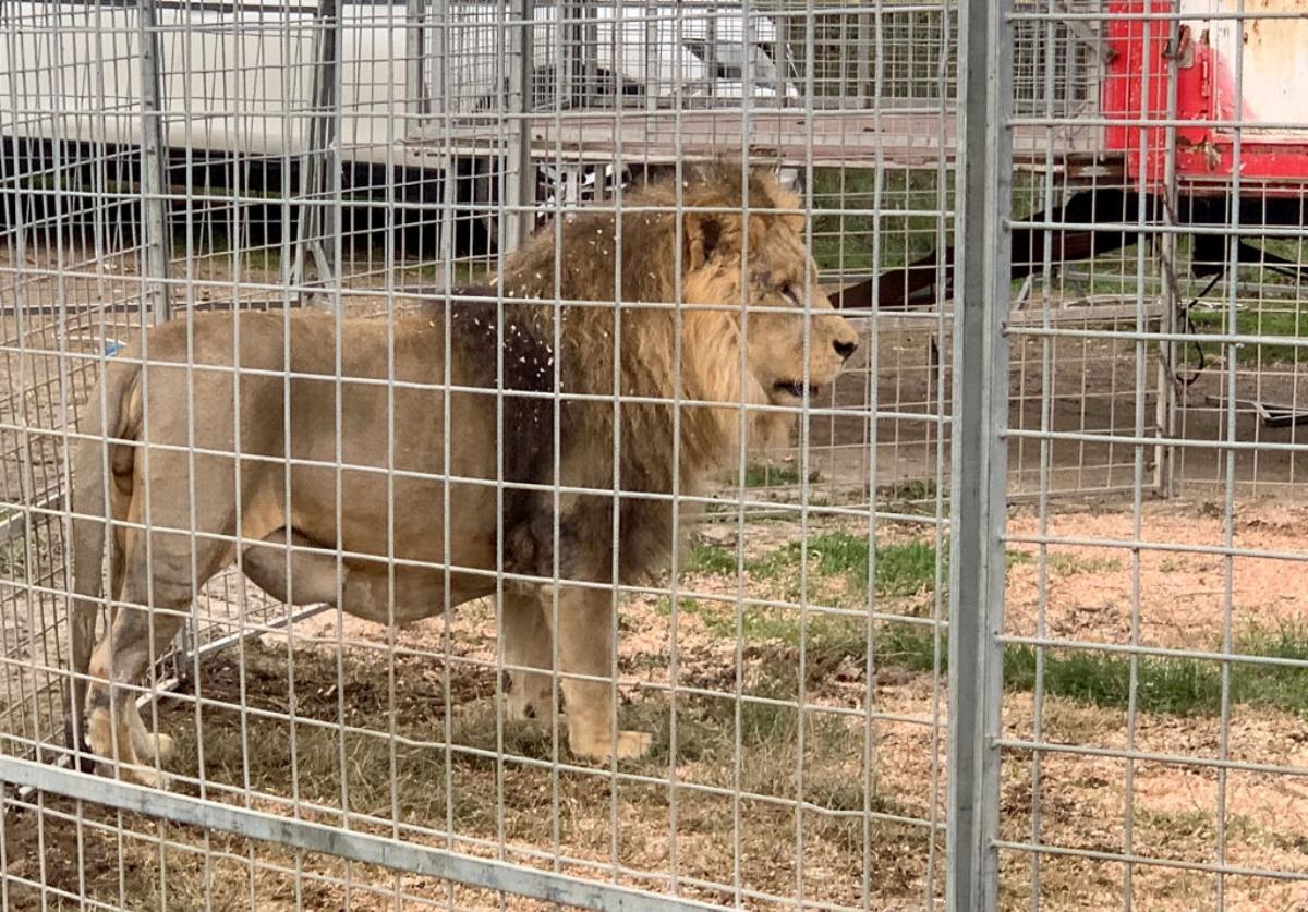 Lion Escapes Circus and Roams Ladispoli, Italy for Five Hours
