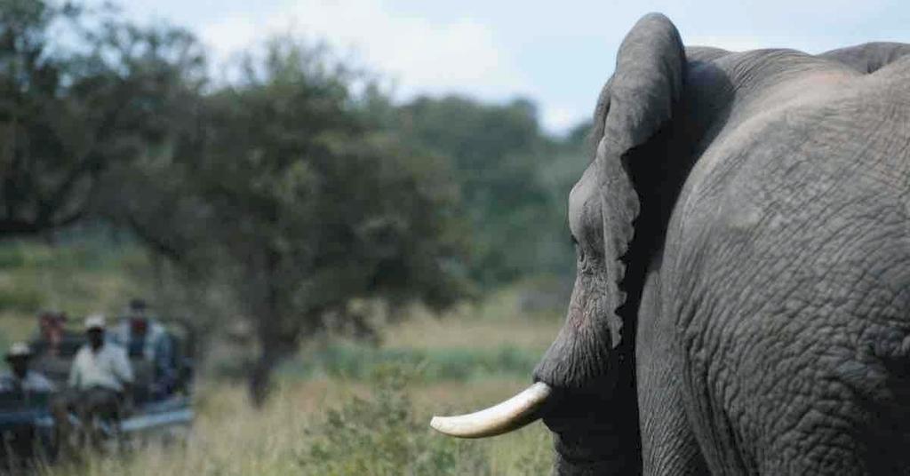 Kavaan the Elephant’s Backstory Is Devastating Yet Inspirational