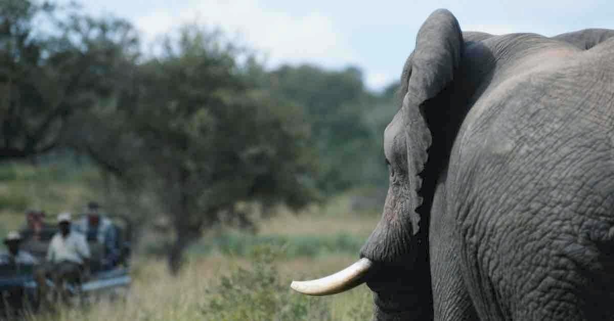 Kavaan the Elephant’s Backstory Is Devastating Yet Inspirational