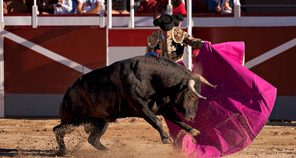 Bullfighting Ethics: Why Are Fights Still Allowed?