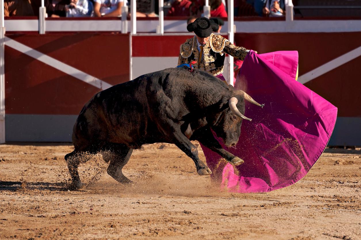 Bullfighting Ethics: Why Are Fights Still Allowed?