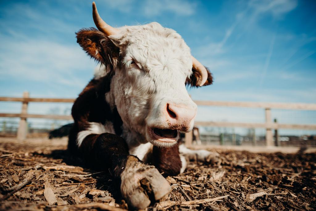 Animal Planet’s ‘Saved by the Barn’ Documents Farmed Animal Sanctuary