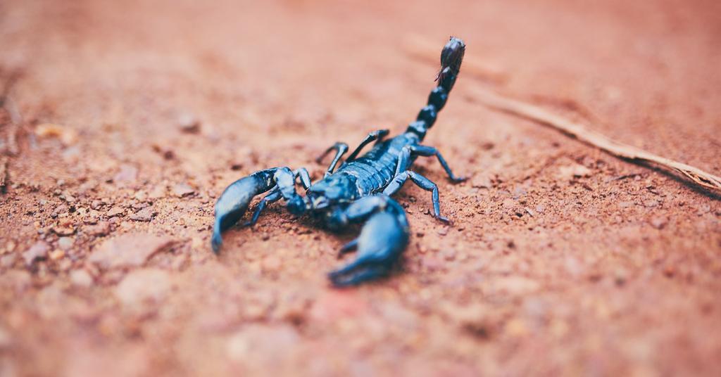 Why Did Storms in Egypt Cause Massive Scorpion Attacks? What We Know