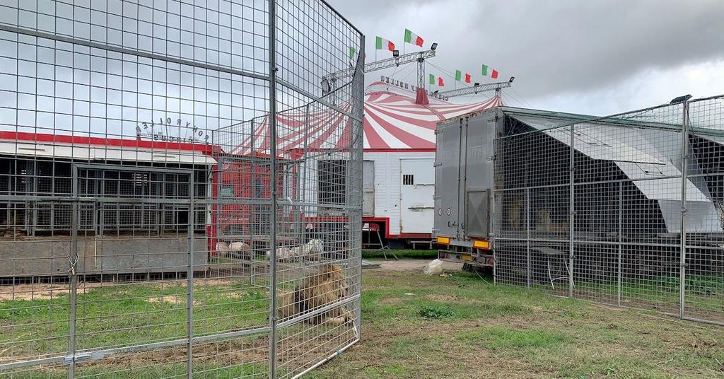 Lion Escapes Circus and Roams Ladispoli, Italy for Five Hours