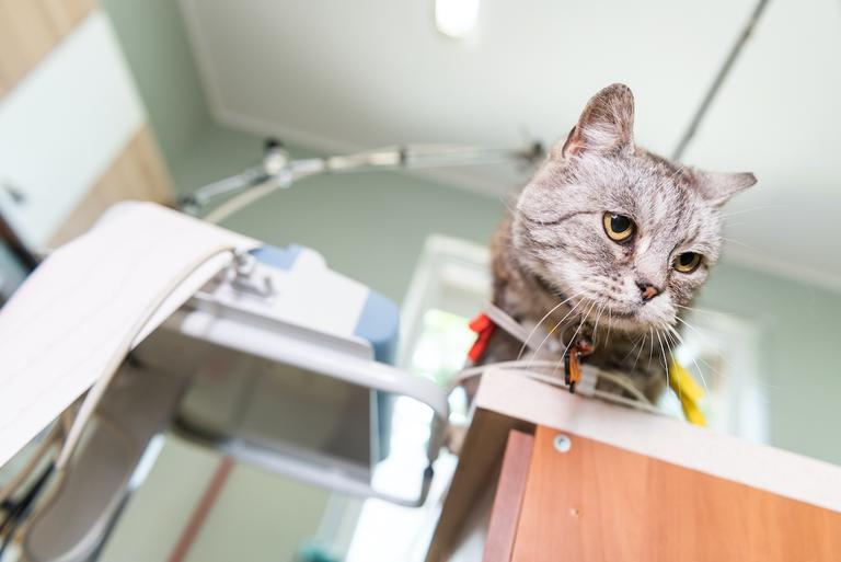 CATS Act Proposed to End Cruel Kitten Lab Tests by the VA