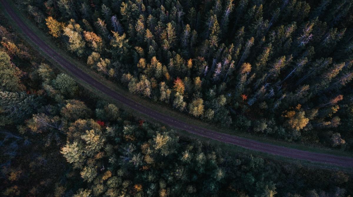 Bill Gates Says Planting Trees Won't Solve Climate Change