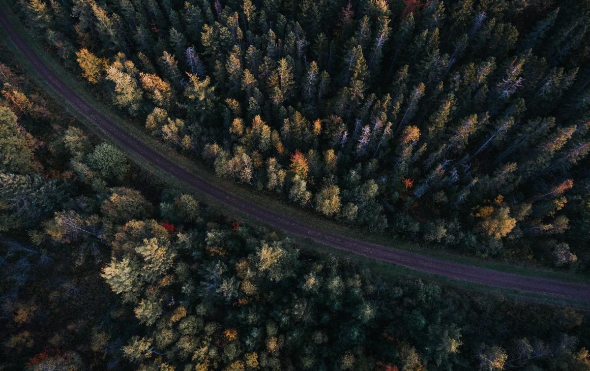 Bill Gates Says Planting Trees Won't Solve Climate Change