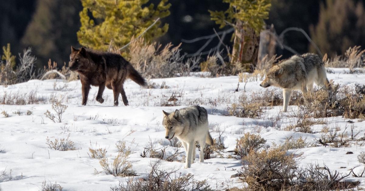 Wolves in Chernobyl Have Altered Immune Systems, May Resist Cancer