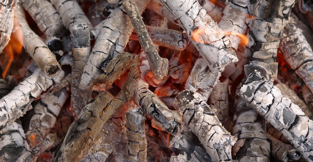 How Does Biomass Energy Work? The Science Behind It Is Mind-Blowing